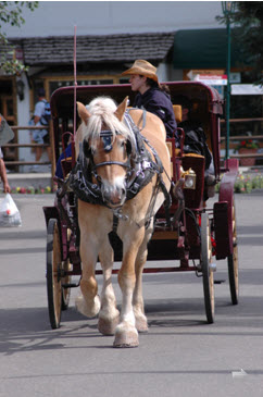 Vail Valley Sleigh & Carriage Rides